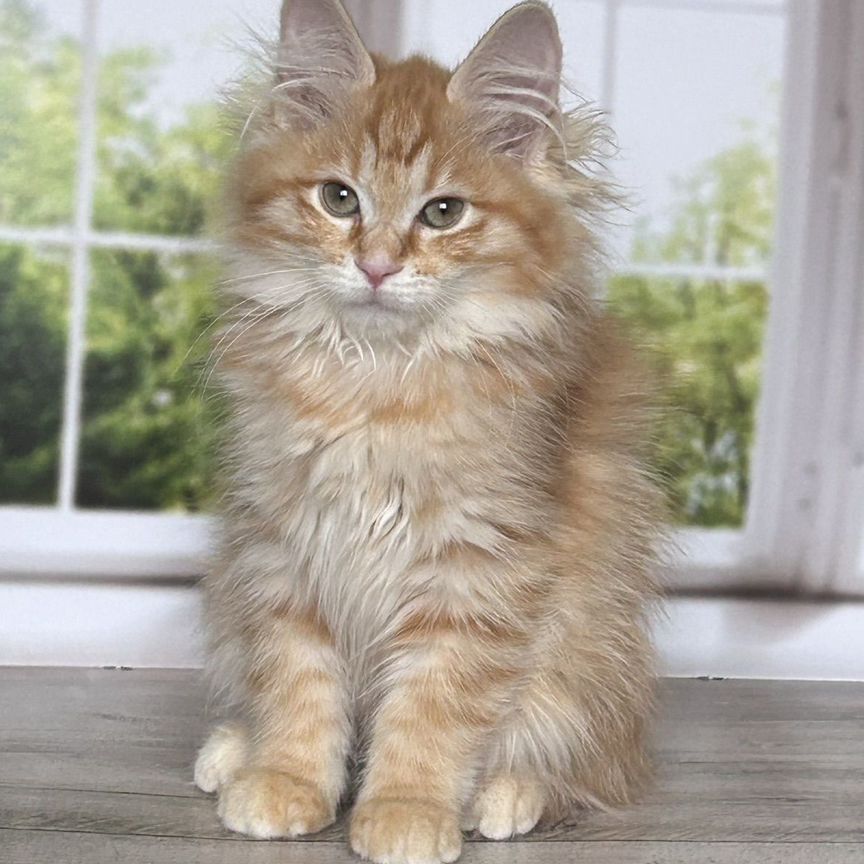 Котятята курильские бобтейлы