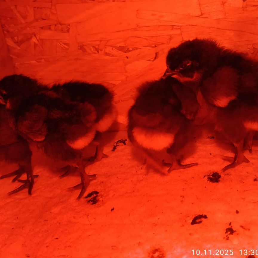 Цыплята Джерсийский гигант