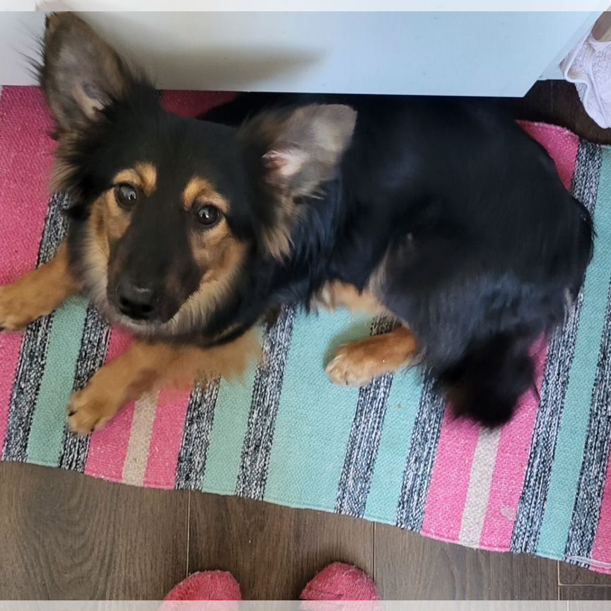 Взрослый пёс в добрые руки