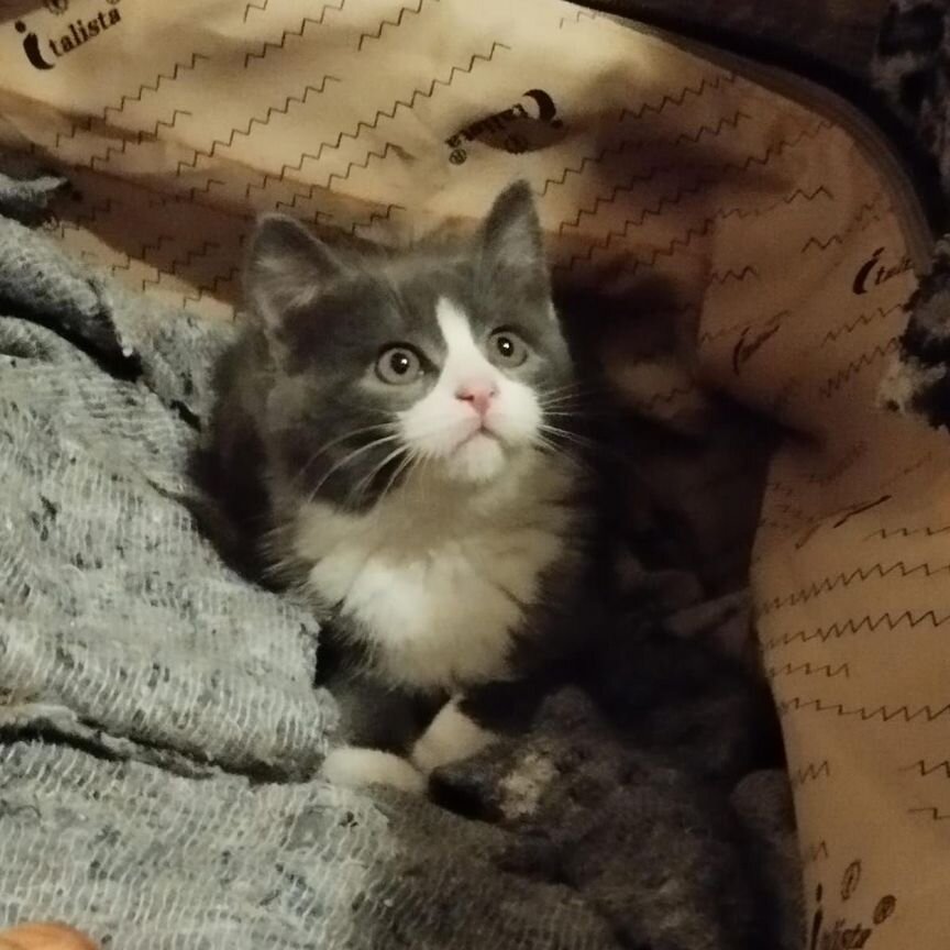 Котенок Боба ищет дом