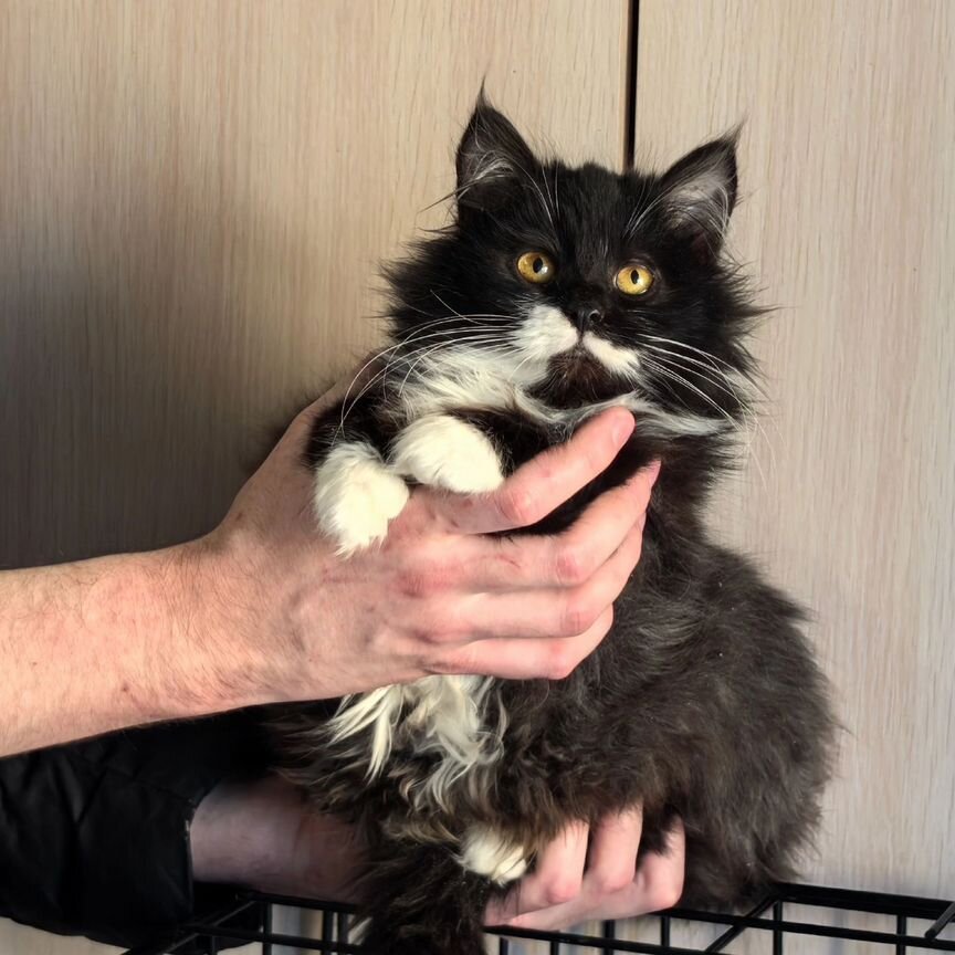 Черно-белые котики в добрые руки