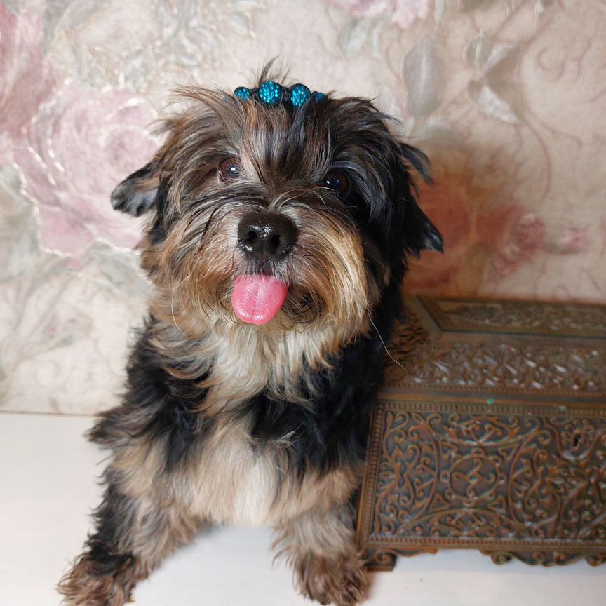 Крупный цветной йорк