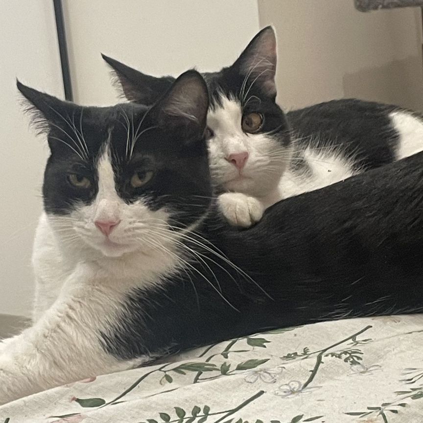 Взрослый кот в добрые руки