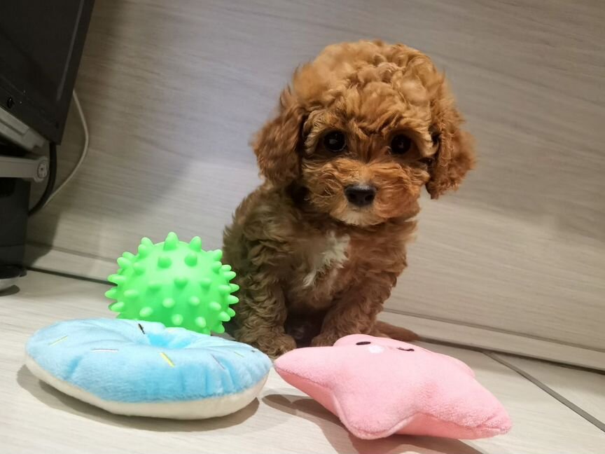 Мальтипу нежная девочка