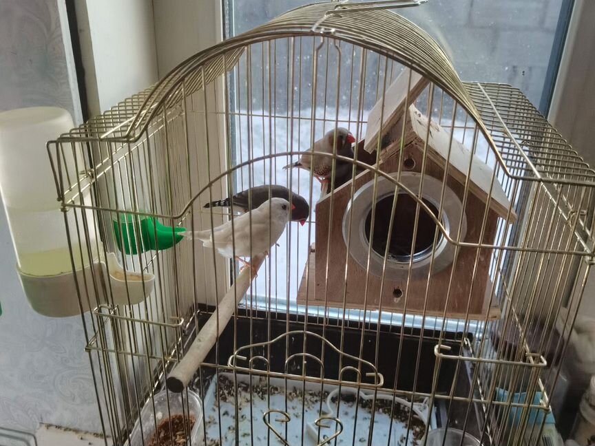 Мадинки зебровые