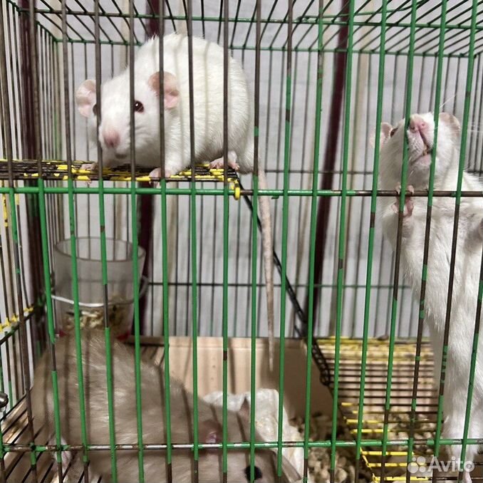 Декоративные крыски