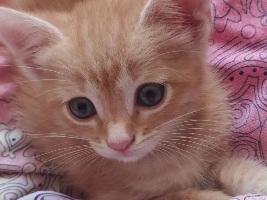 Маленькое чудо