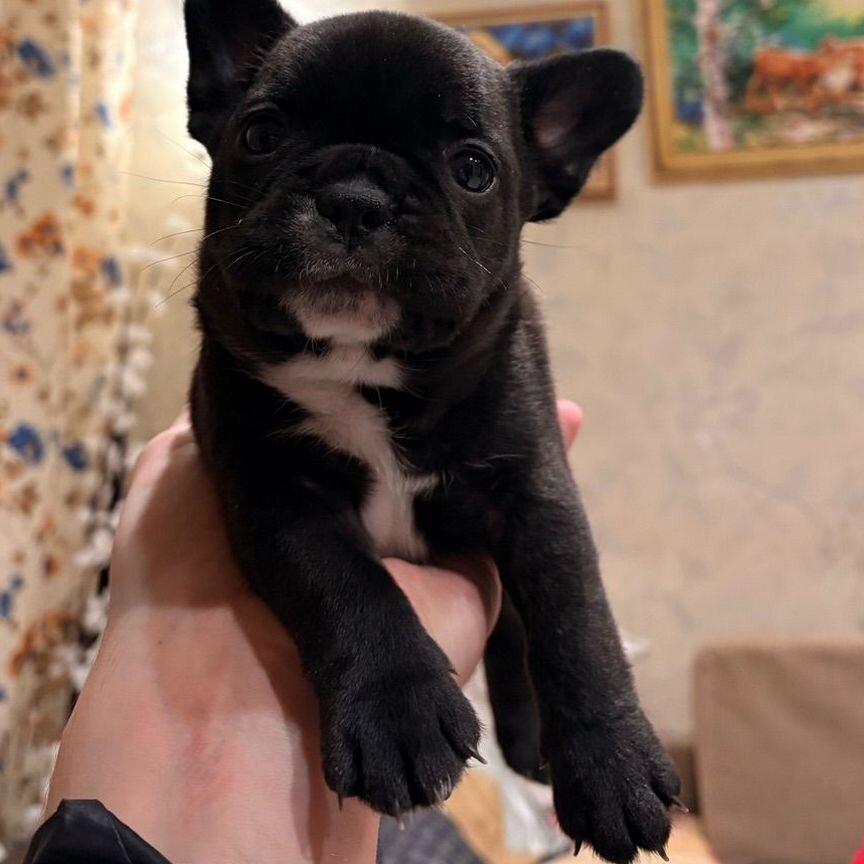 Французский бульдог, щенок