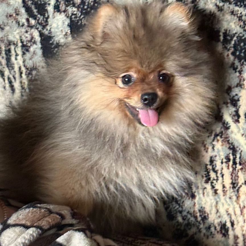 Немецкий шпиц, щенок