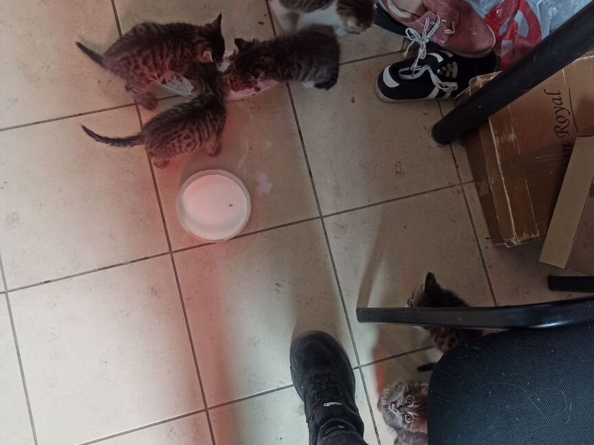 Котята в добрые руки