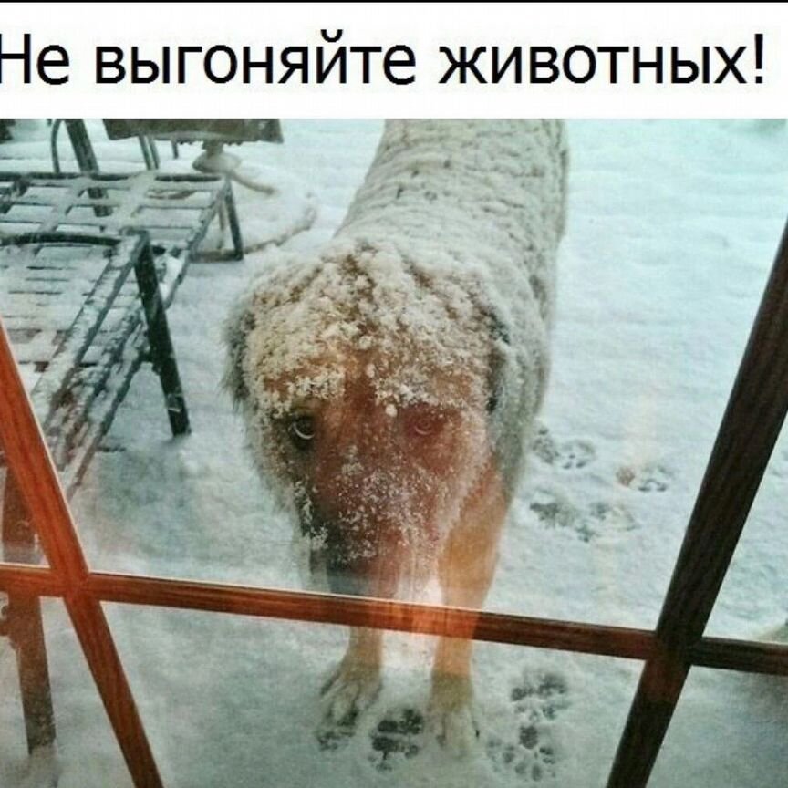 Собаки и кошки без дома