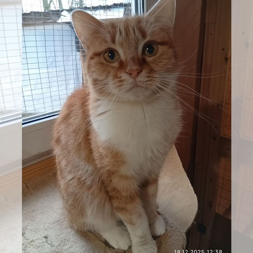 Взрослая кошка в добрые руки