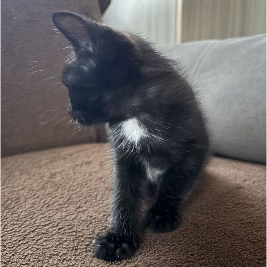 Сибирский котёнок