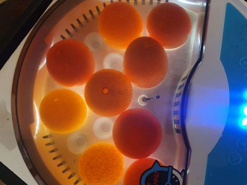 Инкубатор + брудер