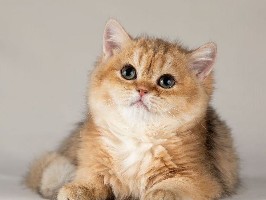 Британская шиншилла золотая тикированная