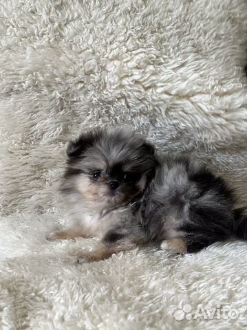 Красавчик мерле померанскиц шпиц