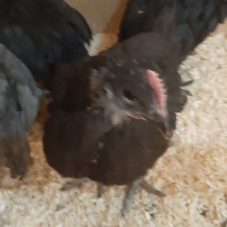 Джерсийский гигант рожденые 16 февраля