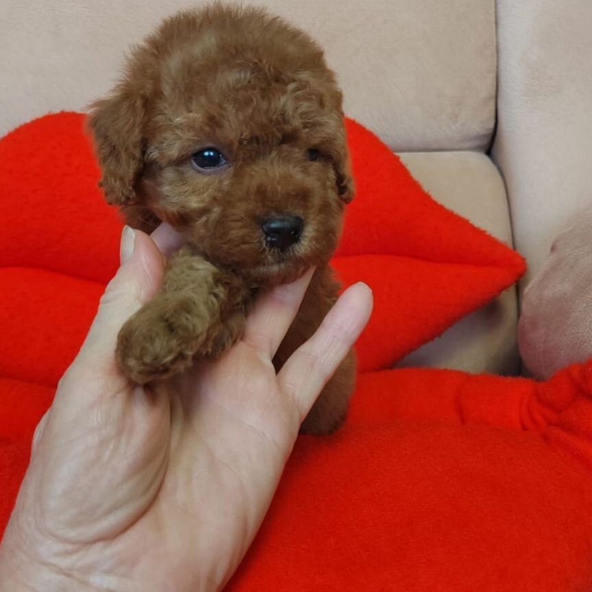 Мальчик мини той-пуделя с родословной