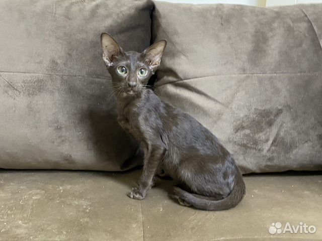 Ориентальная шоколадная Эльвира