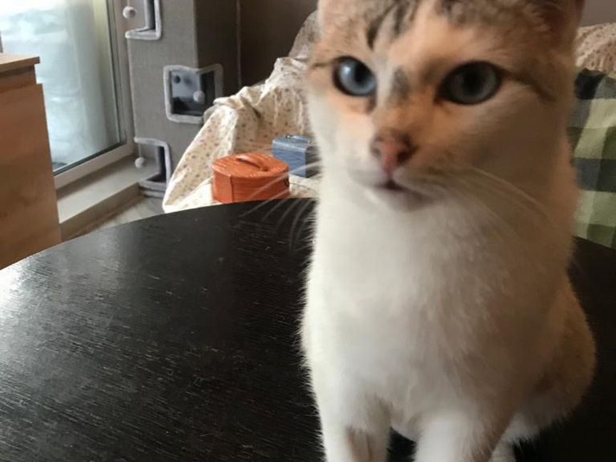 Кошка