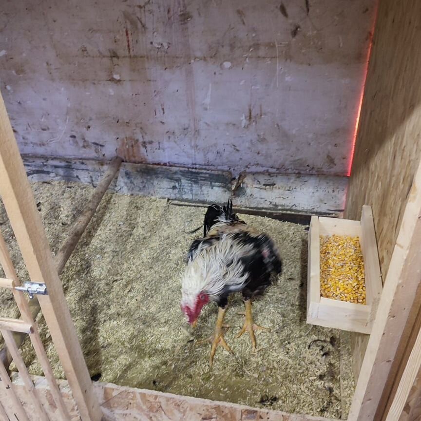 Бойцовые петухи