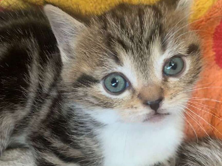 Котенок Удача