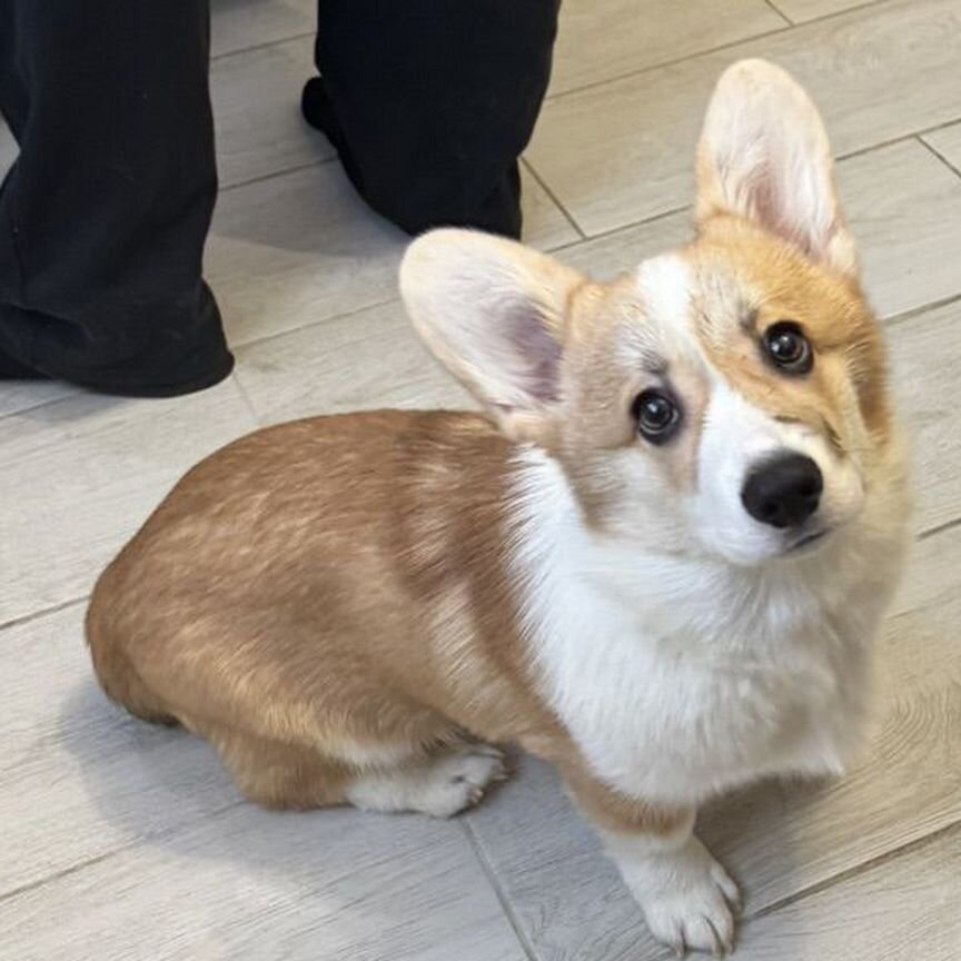 Вельш-корги пемброк