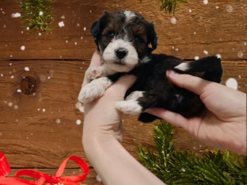 Крошка мини Мальтипу F1 эксклюзив