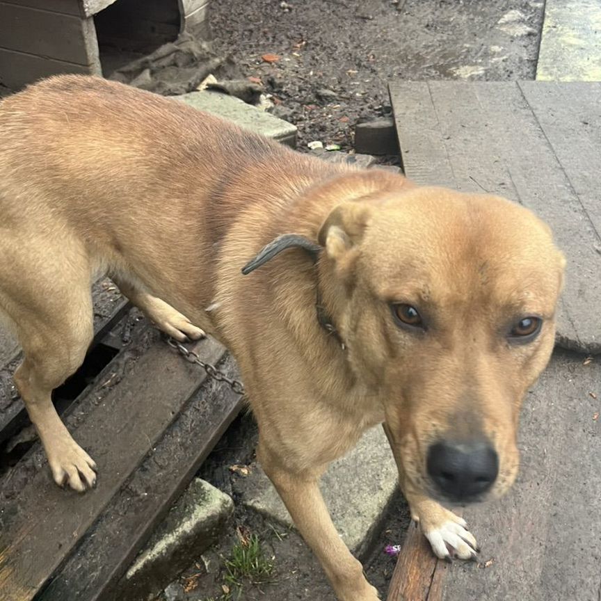 Немецкая овчарка, взрослый пёс