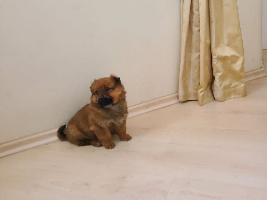 Маленькая собака щенок коротколапик