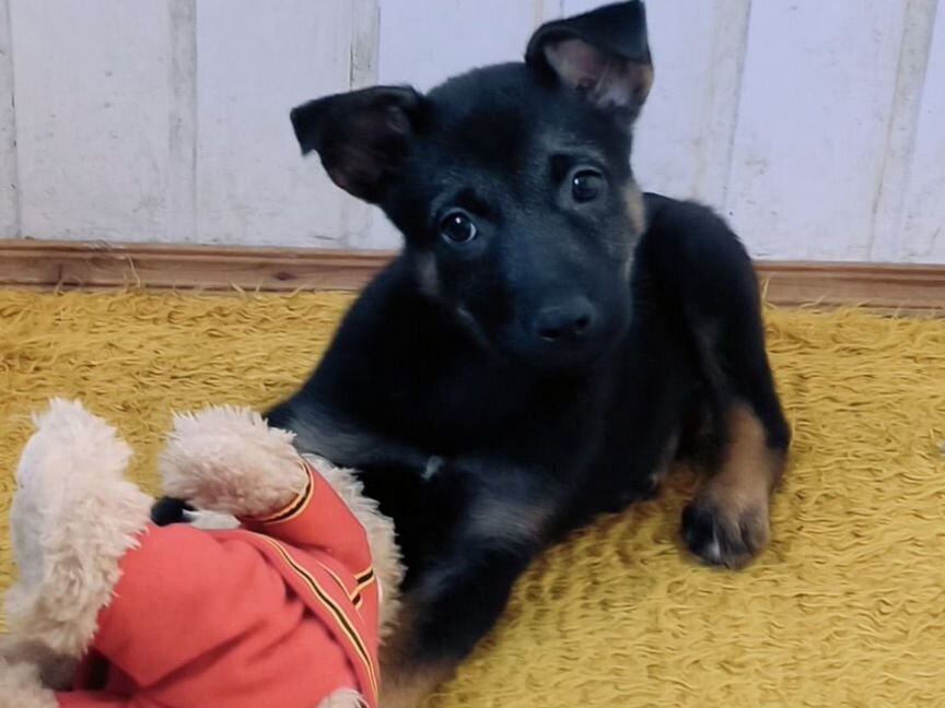 Щенок в добрые руки