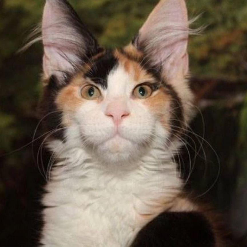 Кошка Мейн кун