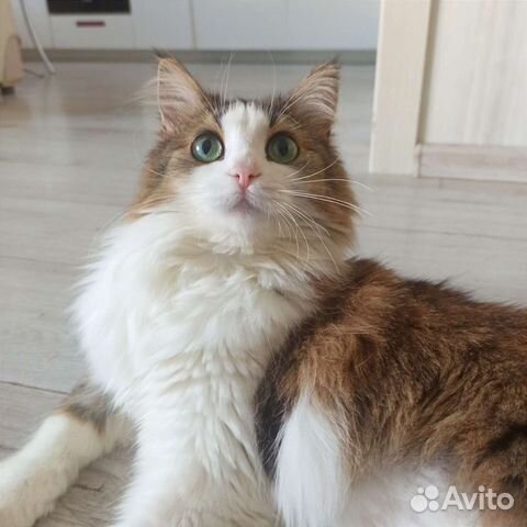 Зеленоглазая кошечка ищет дом