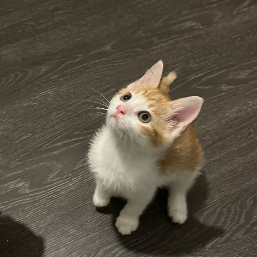 Рыженькая девочка в добрые руки