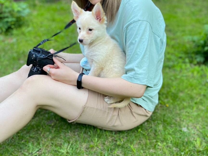 Щенок Эльза