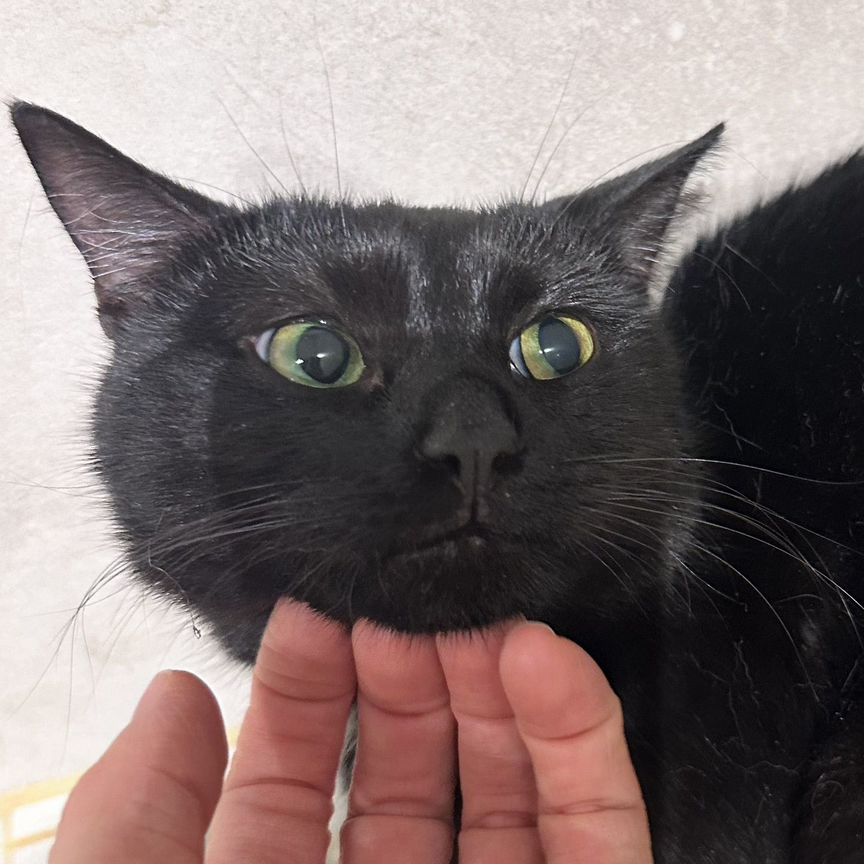 Кошка черная 1 год в добрые руки