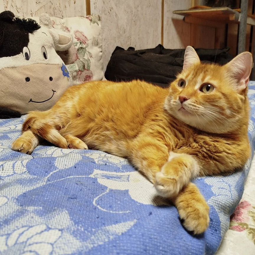 Взрослая, кошка в добрые руки