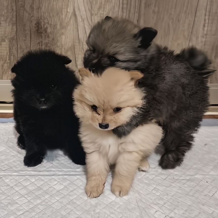 Померанский шпиц, щенок