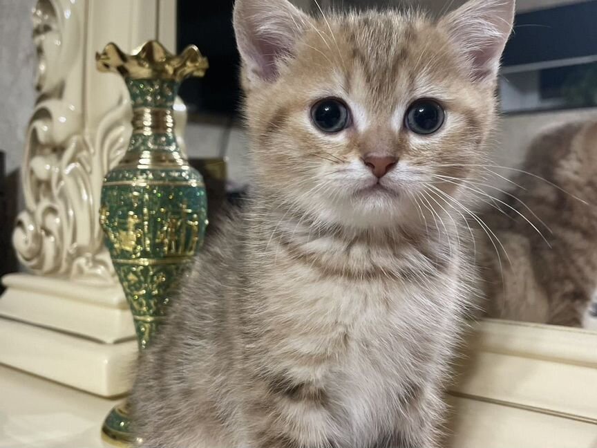 Шотландская золотая шиншилла