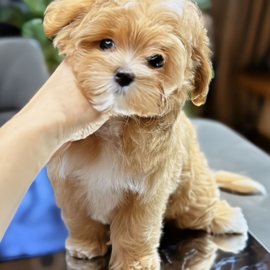 Мальтипу, щенок