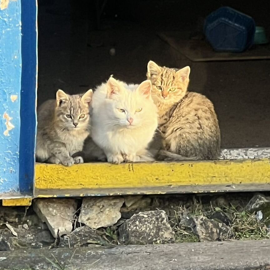 Котята в добрые руки бесплатно
