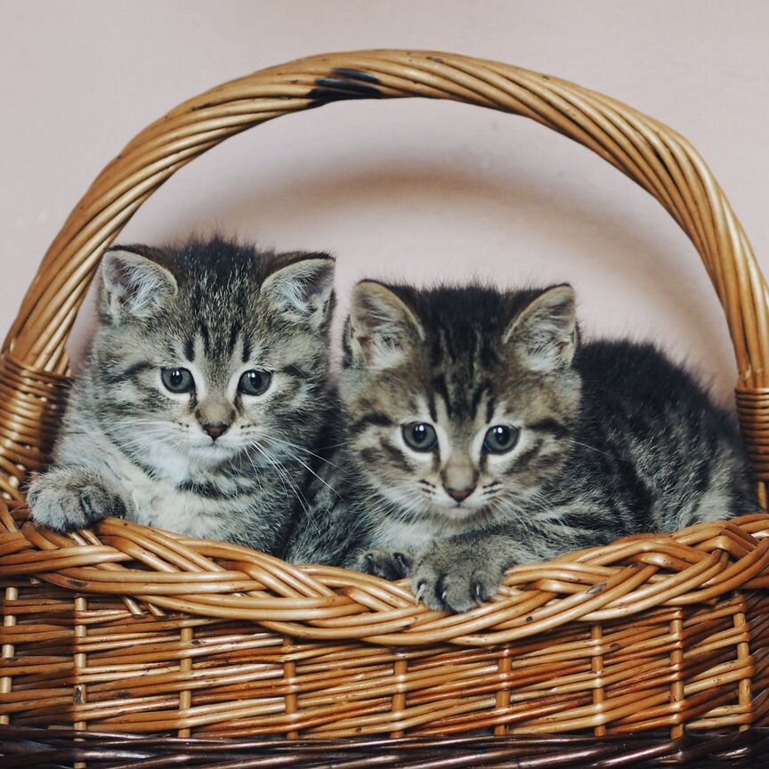 Котятки девчонки