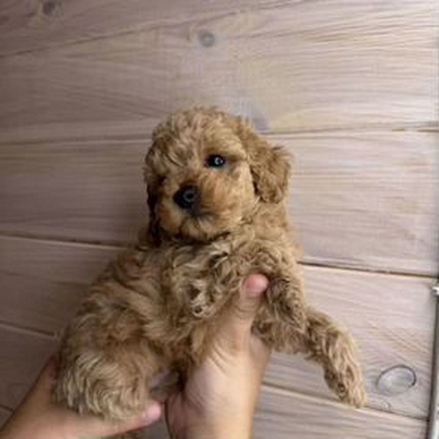 Той-пудель, щенок