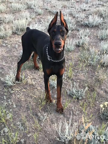 Доберман вязка