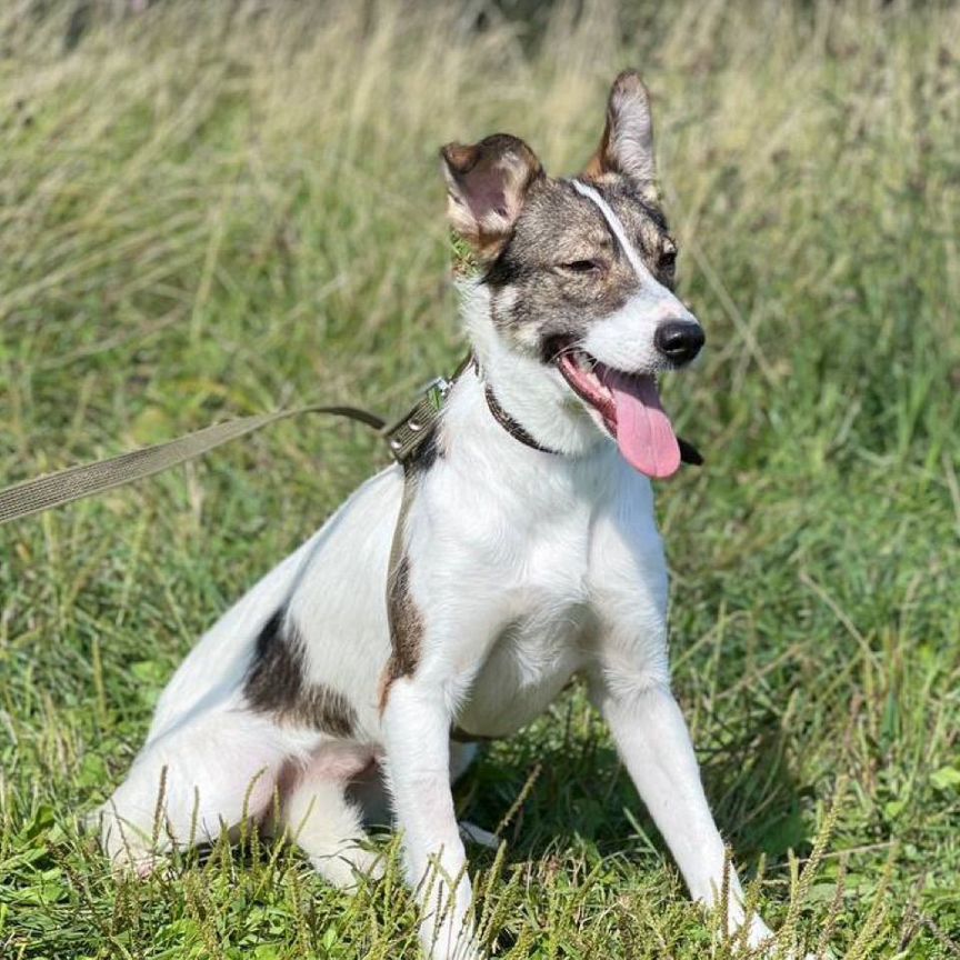 Собака ищет доброго и терпеливого хозяина