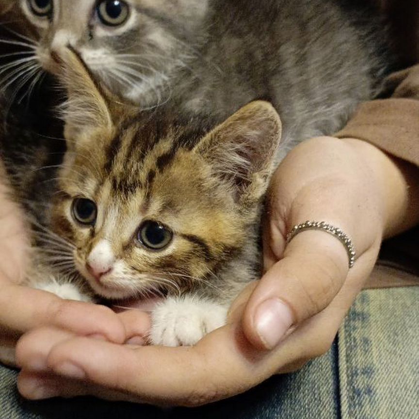 Котята в добрые руки бесплатно мальчик девочка