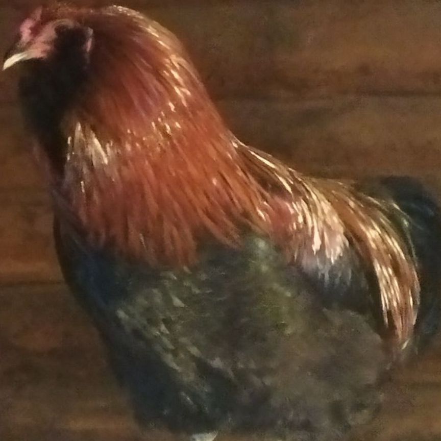 Молодые петухи