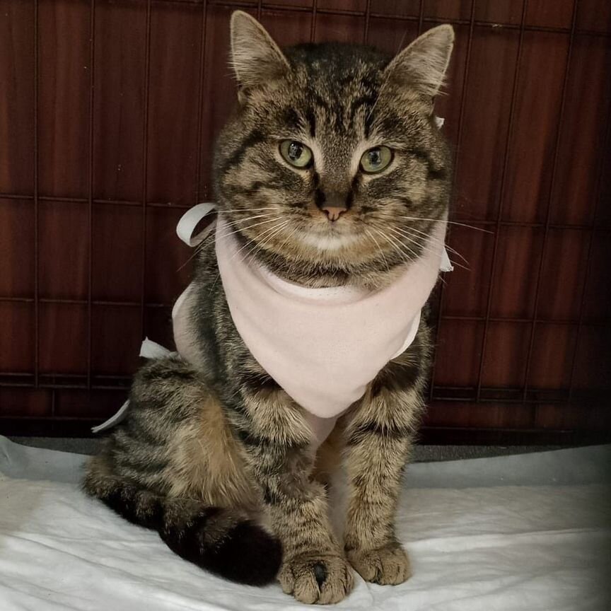 Миниатюрная красотка не хочет обратно на улицу