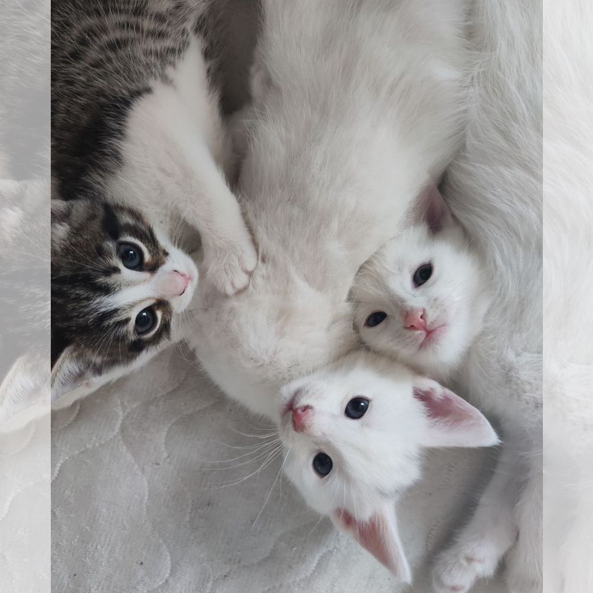 Котята в добрые руки