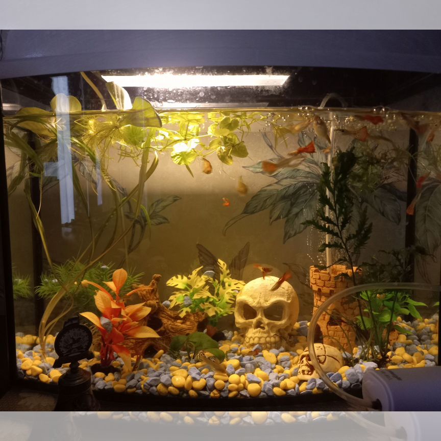 Гуппи самки